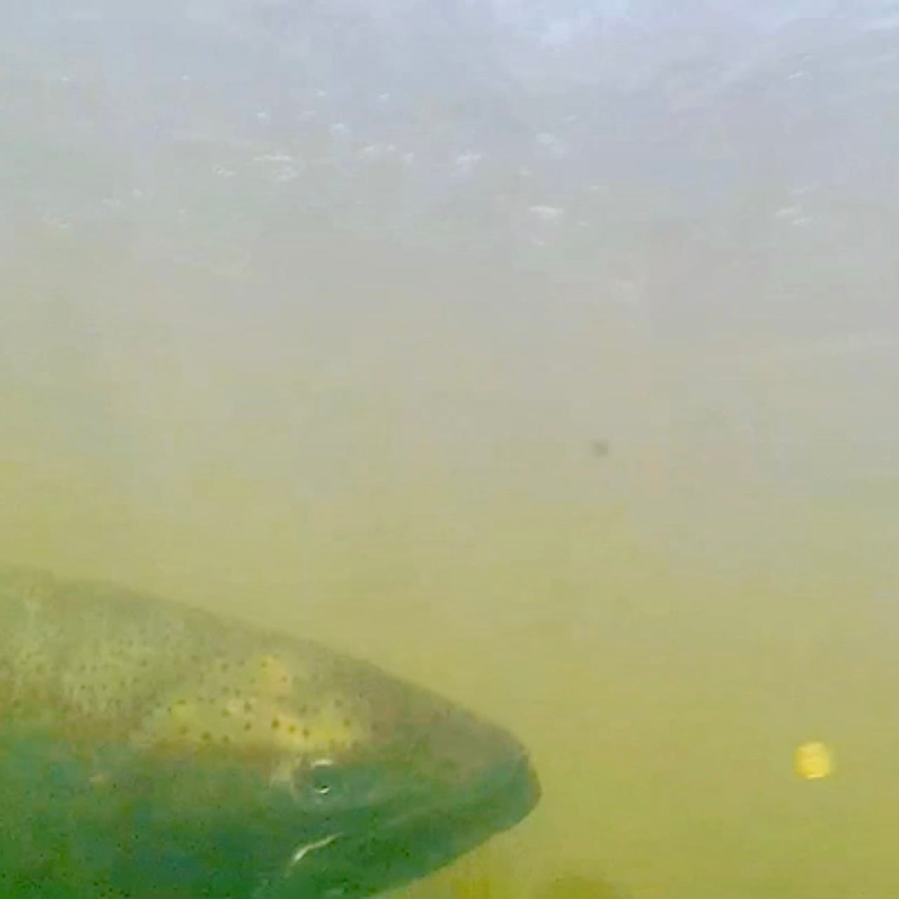 Death Roe Soft Beads | Soft Beads for Trout & Salmon Fishing